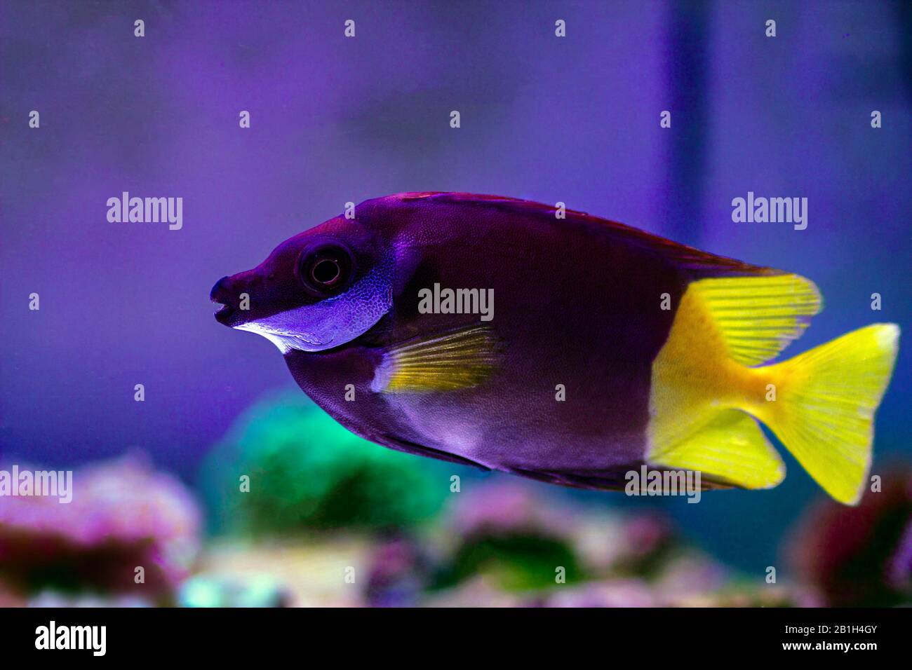 Black face rabbitfish hi-res stock photography and images - Alamy