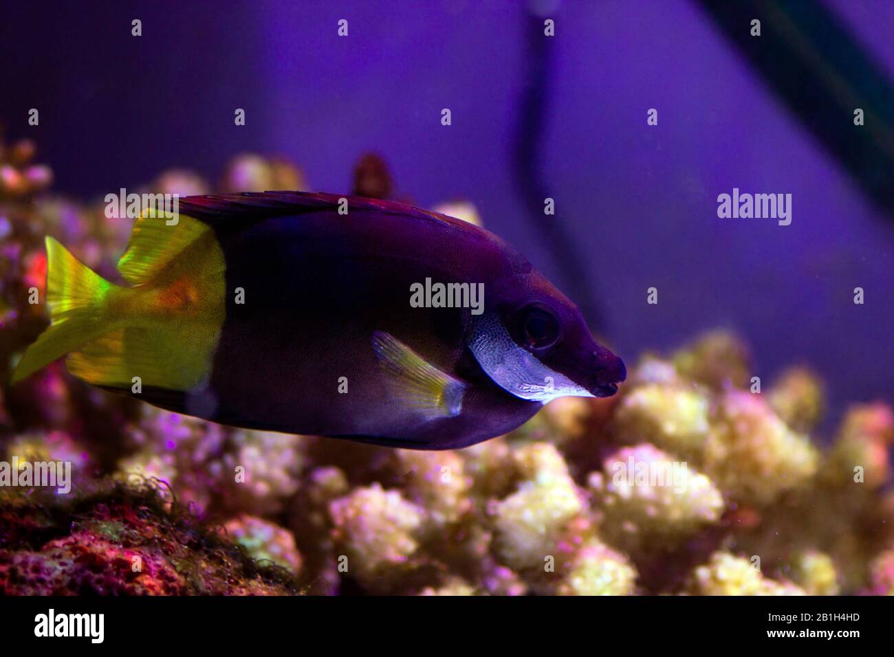 Black face rabbitfish hi-res stock photography and images - Alamy