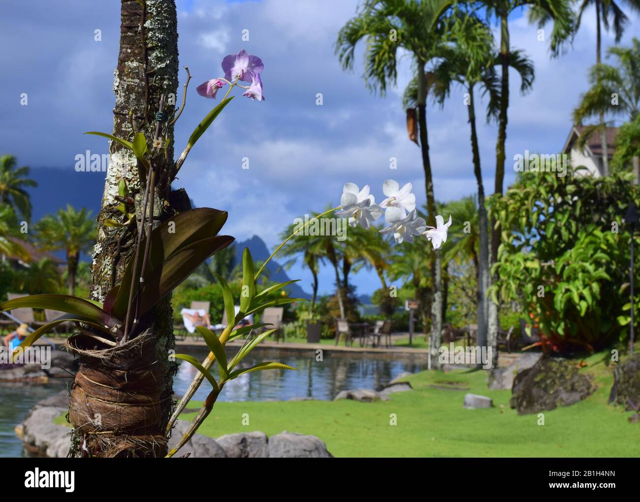 Hawaiian nature hi-res stock photography and images - Alamy