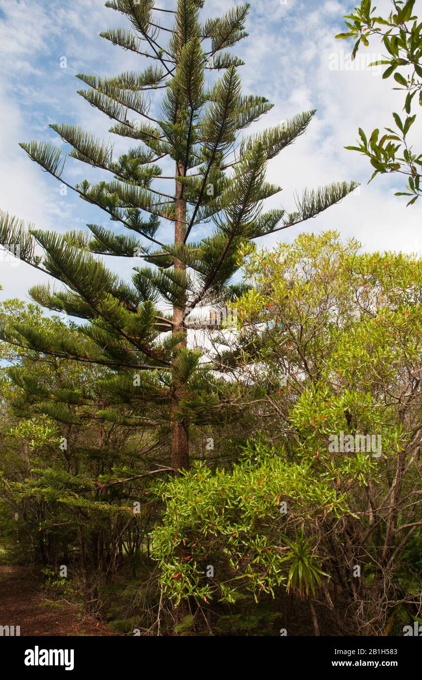 Norfolk island national park hi-res stock photography and images - Alamy