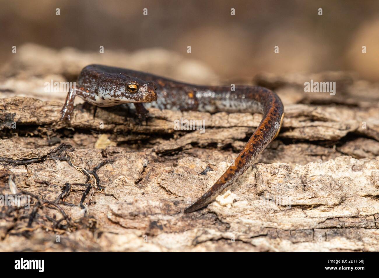 Four-toed salamander - Hemidactylium scutatum Stock Photo - Alamy