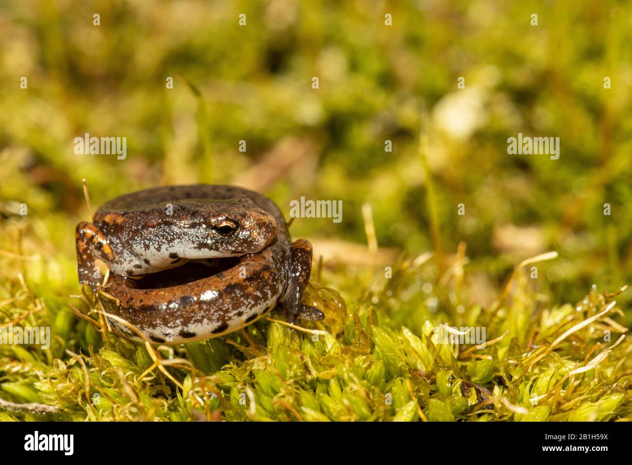 Four-toed salamander - Hemidactylium scutatum Stock Photo - Alamy