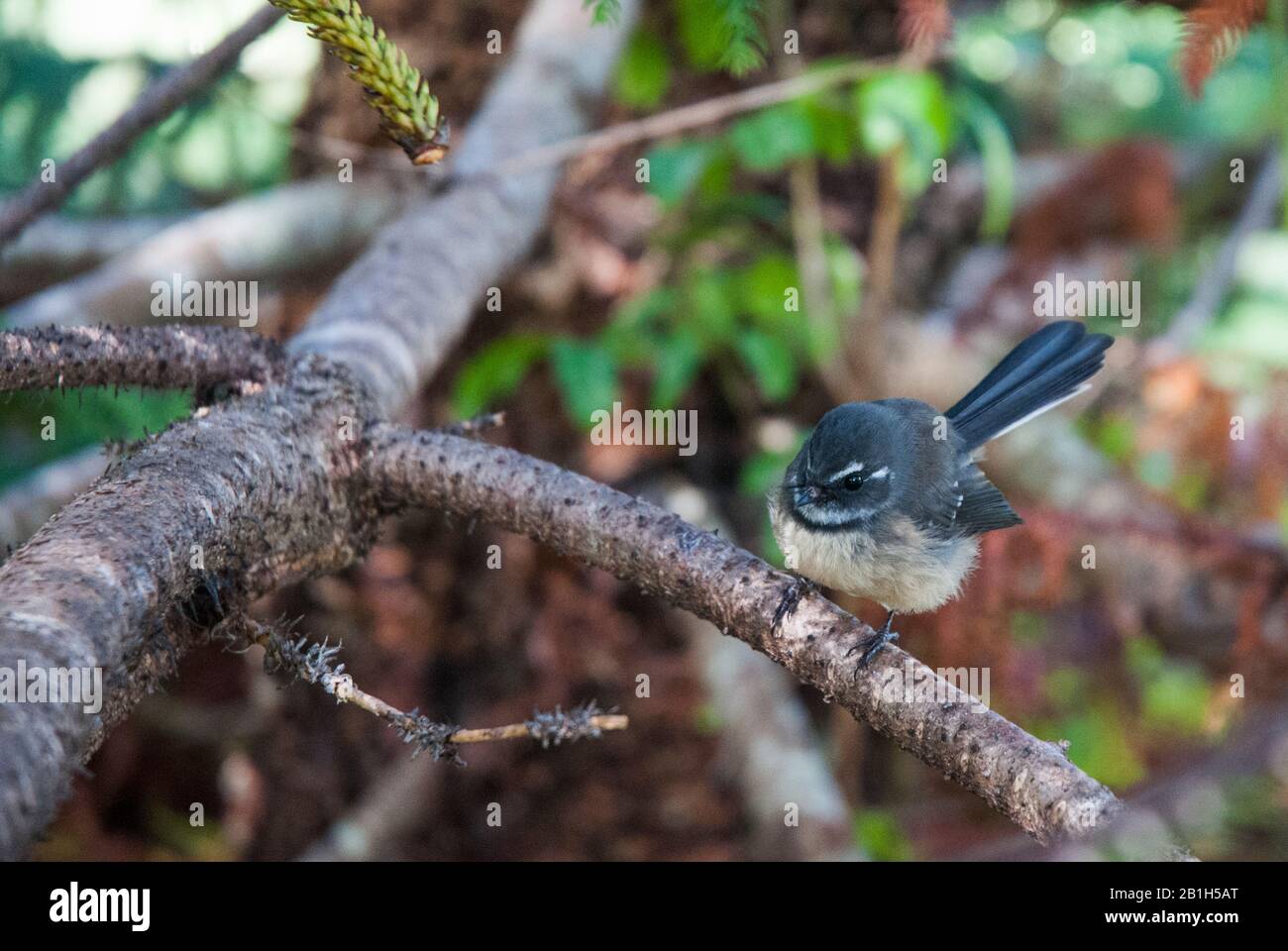 Grey Fantail, Norfolk Island Stock Photo - Alamy