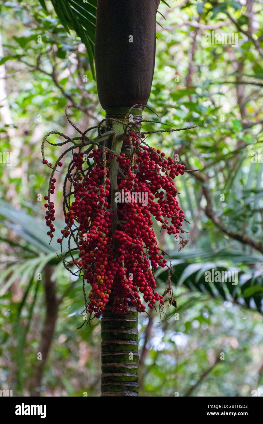 Fruit of the Norfolk Island (Niau) Palm Stock Photo - Alamy