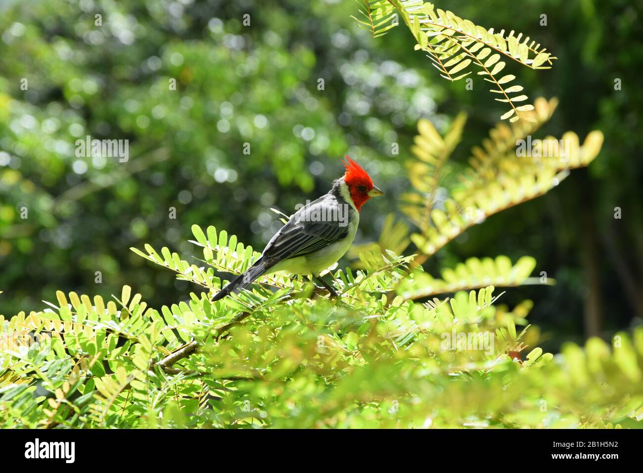 Red-crested cardinal in Hawaii Stock Photo - Alamy