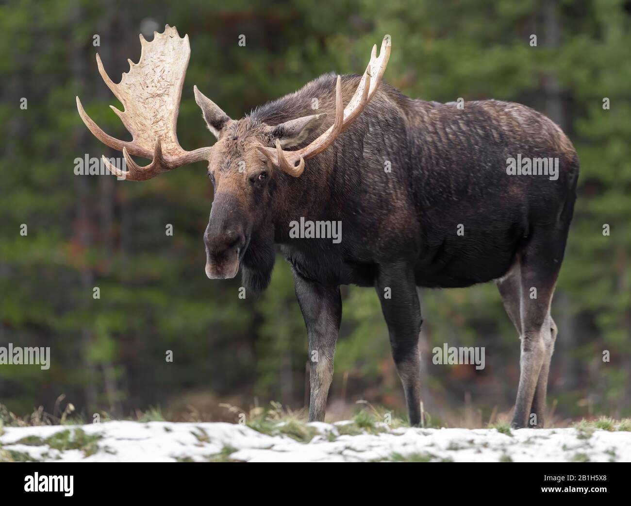 Canada moose hi-res stock photography and images - Alamy