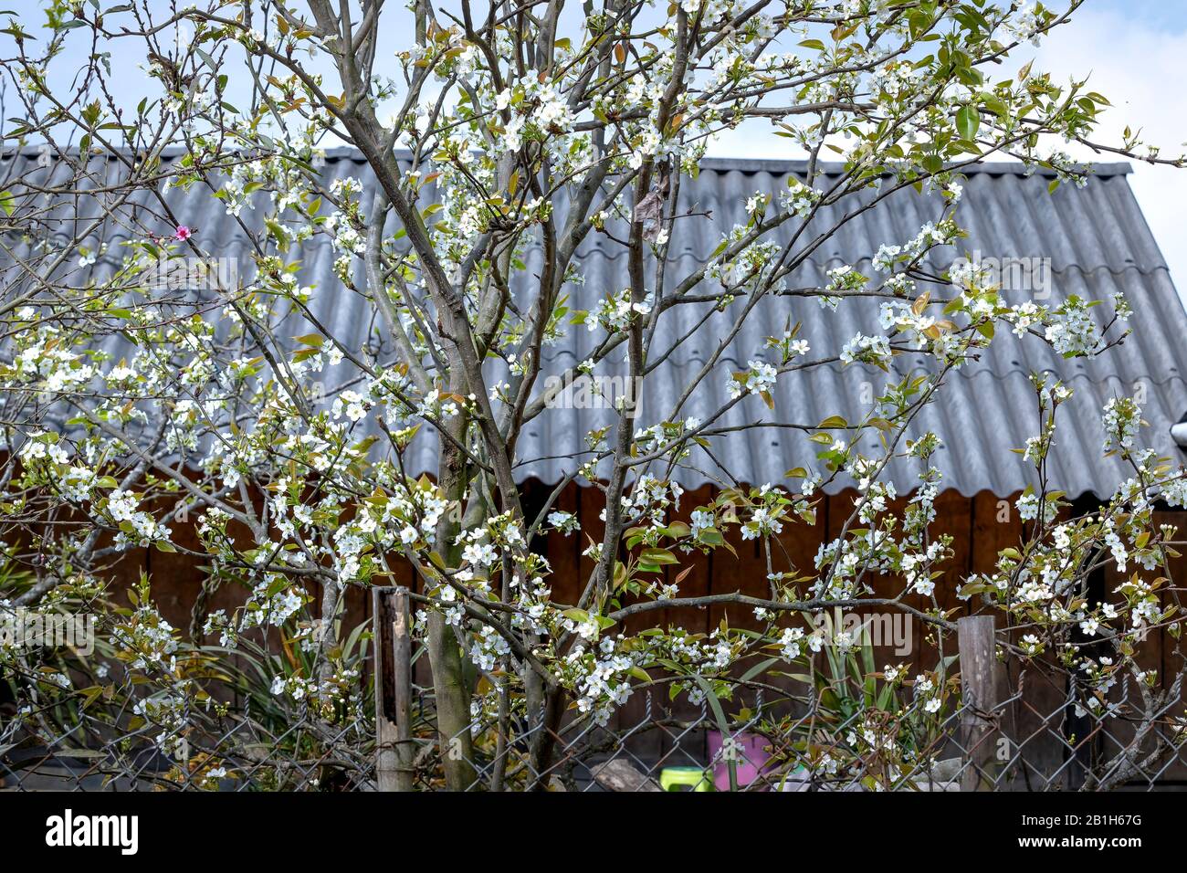 The scene of peach blossom and pear flower blooming in the spring of ...