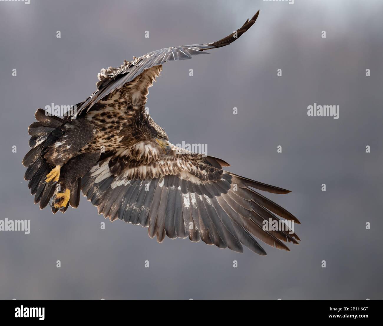 Bald eagle hunting fish hi-res stock photography and images - Alamy