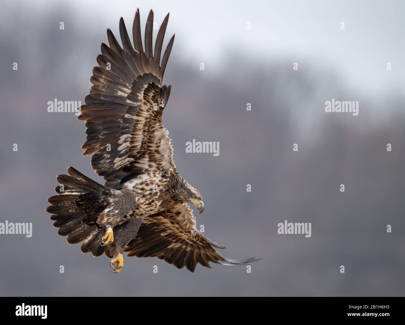 Bald eagle hunting fish hi-res stock photography and images - Alamy