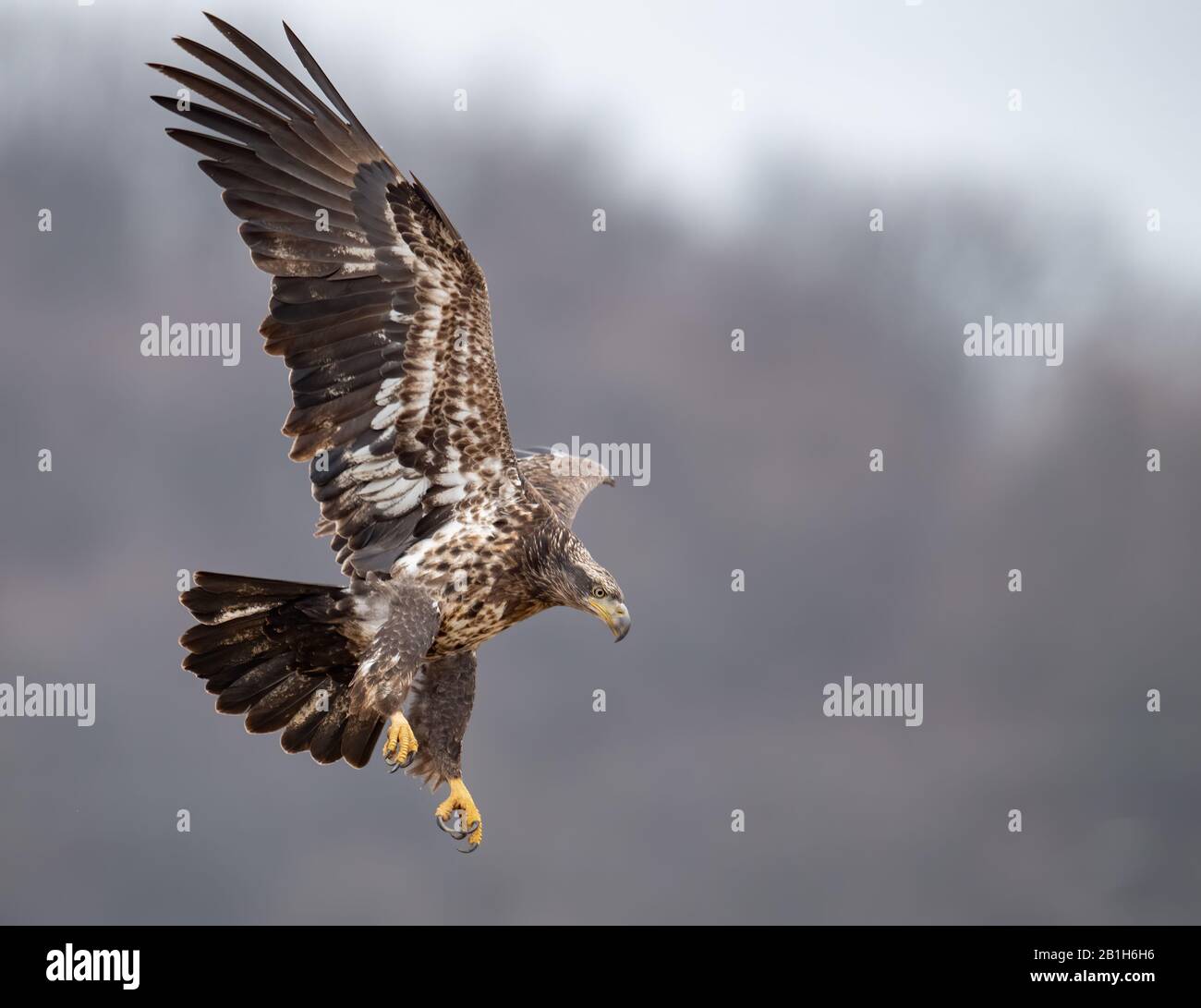 Eagle scotland hi-res stock photography and images - Alamy