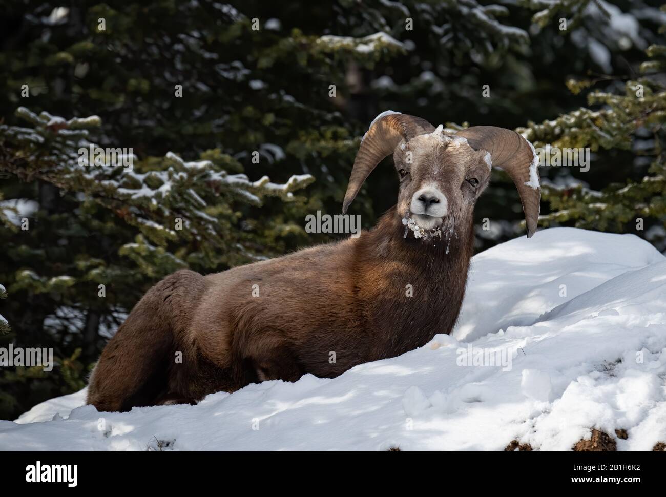 Ram fight hi-res stock photography and images - Alamy