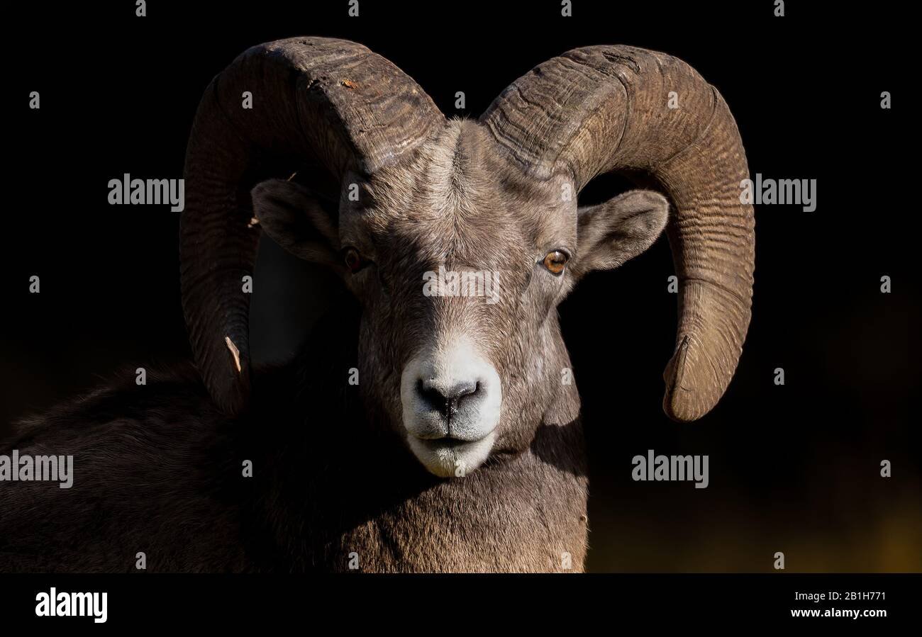 Ram fight hi-res stock photography and images - Alamy