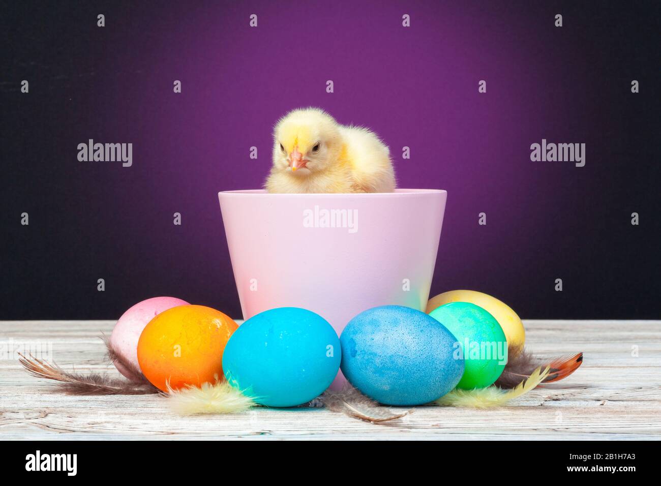 Collage adorable fluffy easter hi-res stock photography and images - Alamy