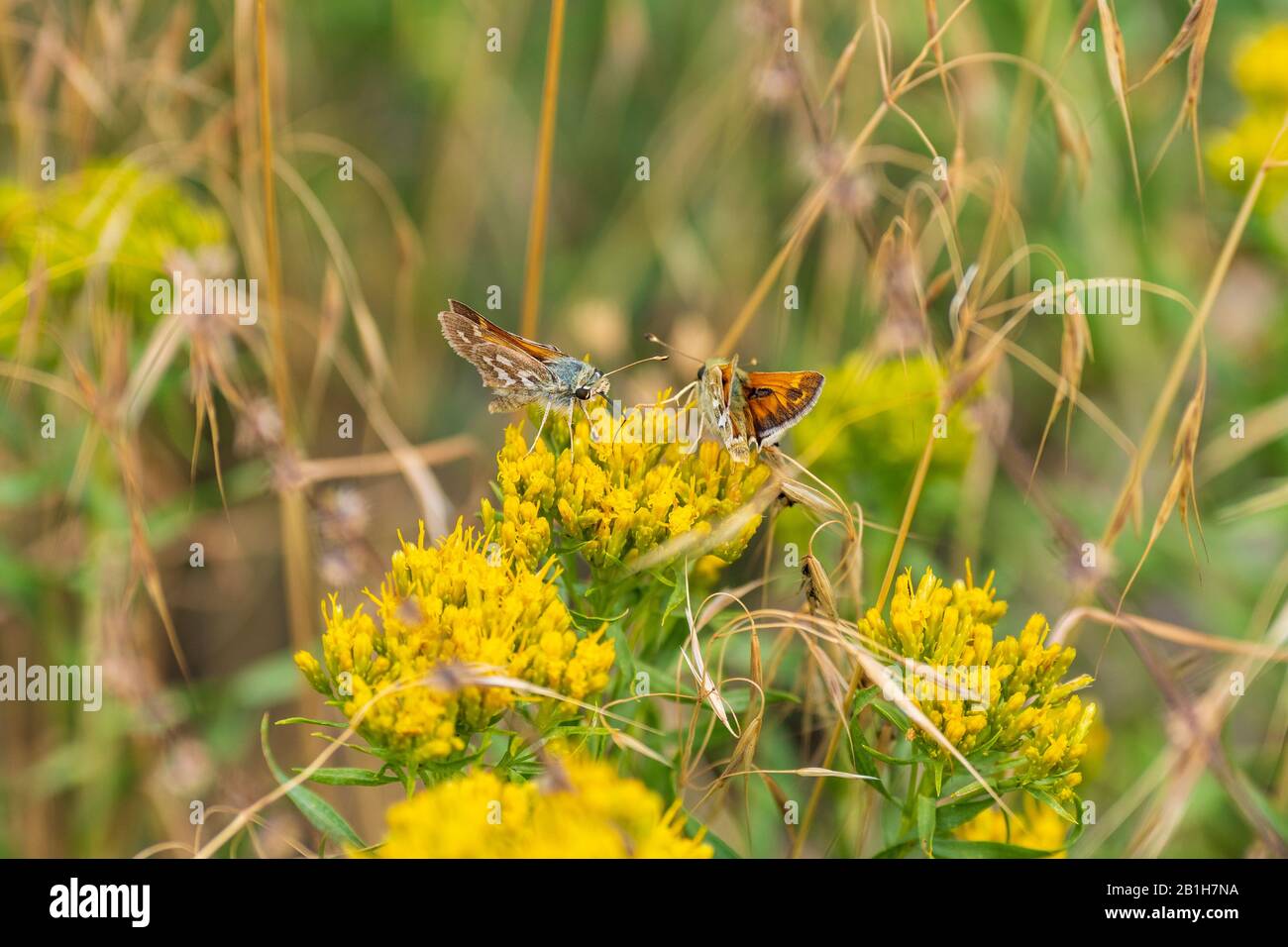 Fiery Skipper Butterflies feeding on Flowers in Great Basin National ...