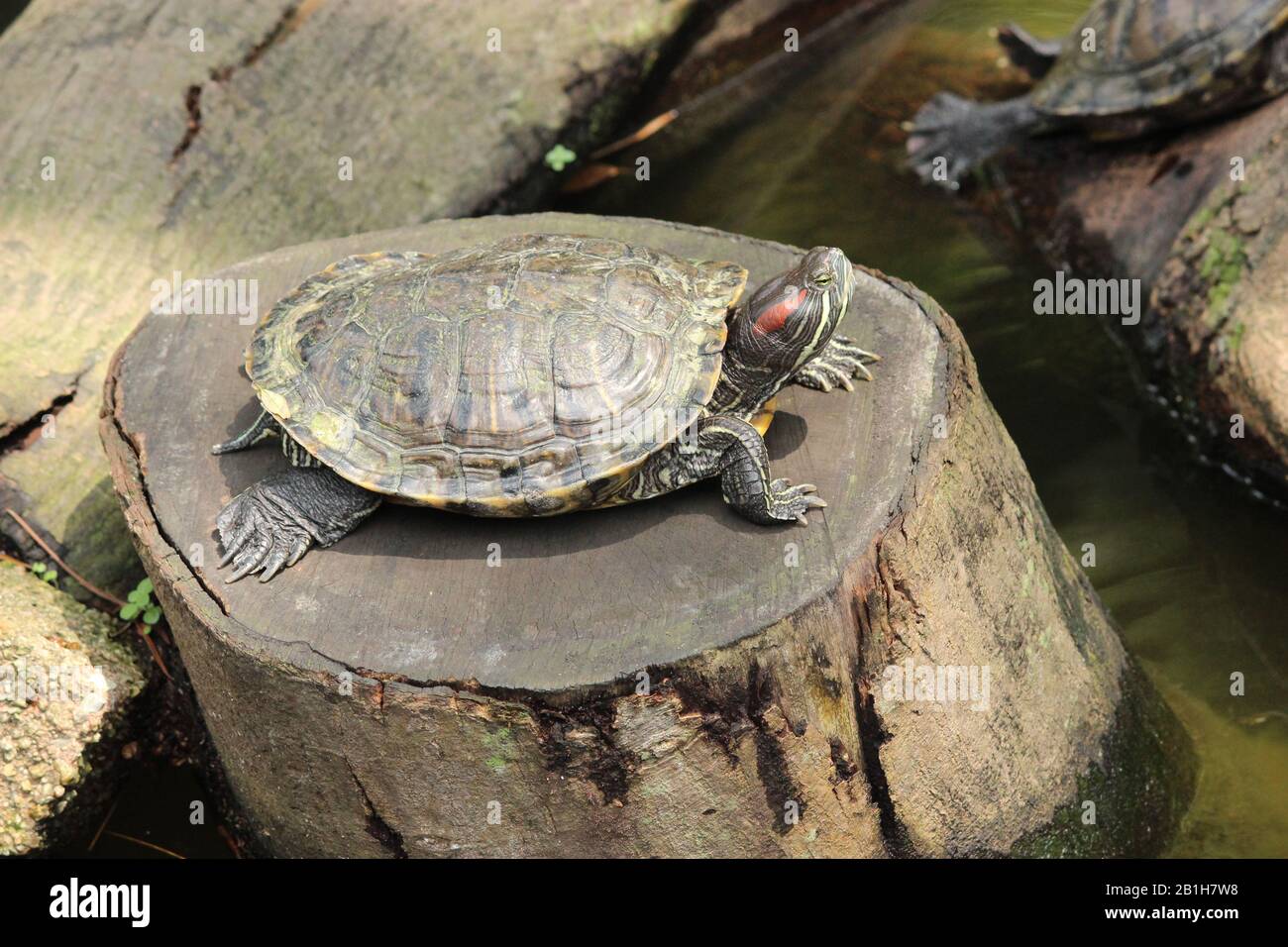 Red-eared Terrapin on the wood trunk Stock Photo - Alamy