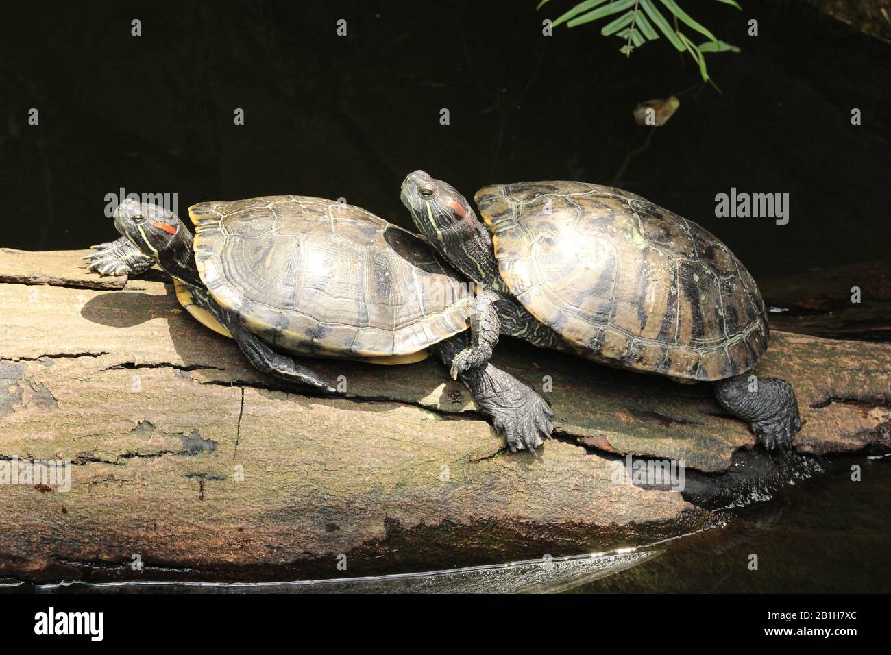 Breeding terrapin hi-res stock photography and images - Alamy