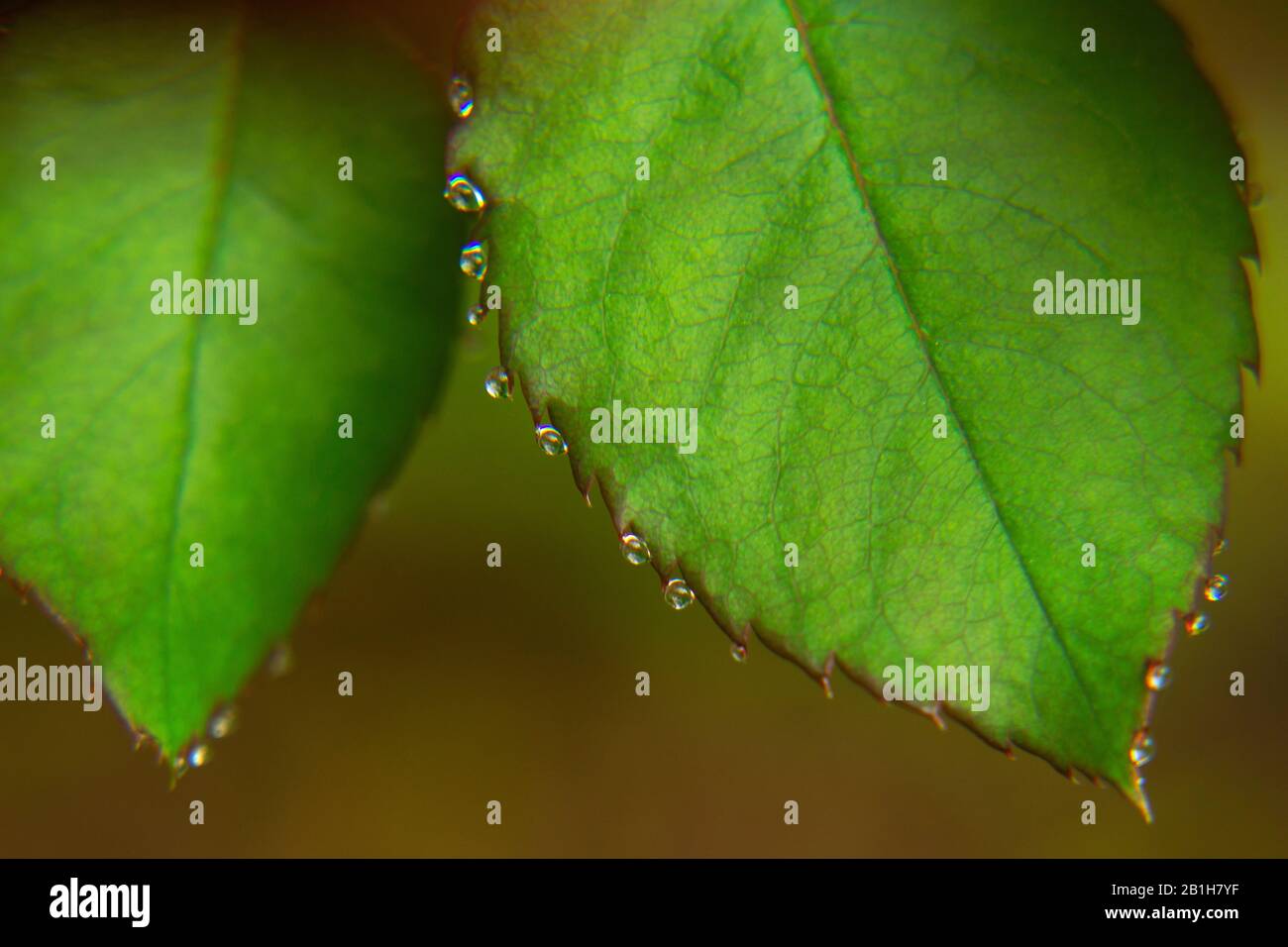 Rose leaves morning dew hi-res stock photography and images - Alamy