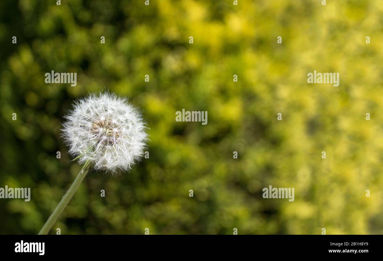 Dandelion bright colors hi-res stock photography and images - Alamy