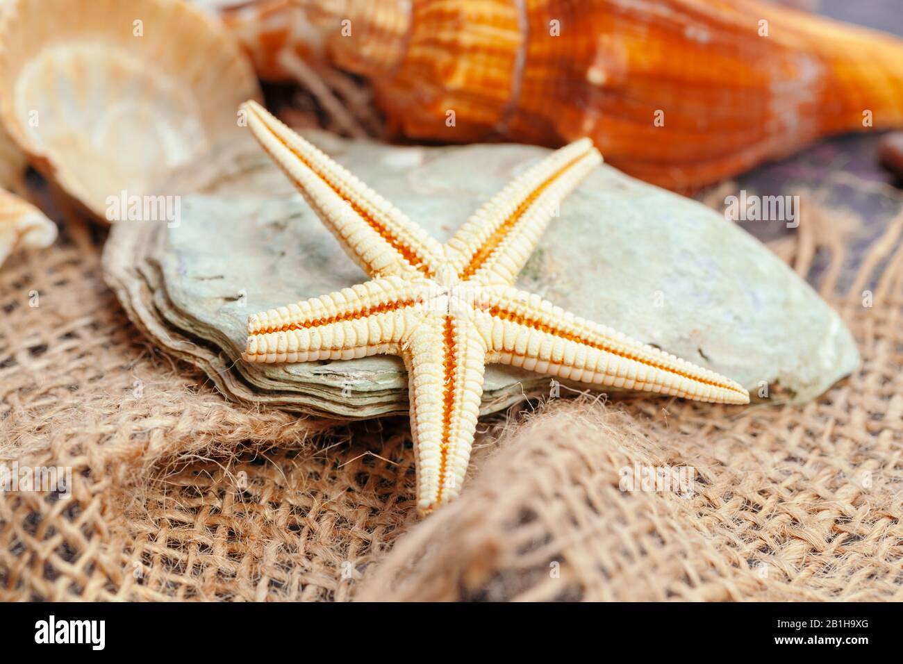 Sea shells. nature background. close up. creative photo Stock Photo - Alamy