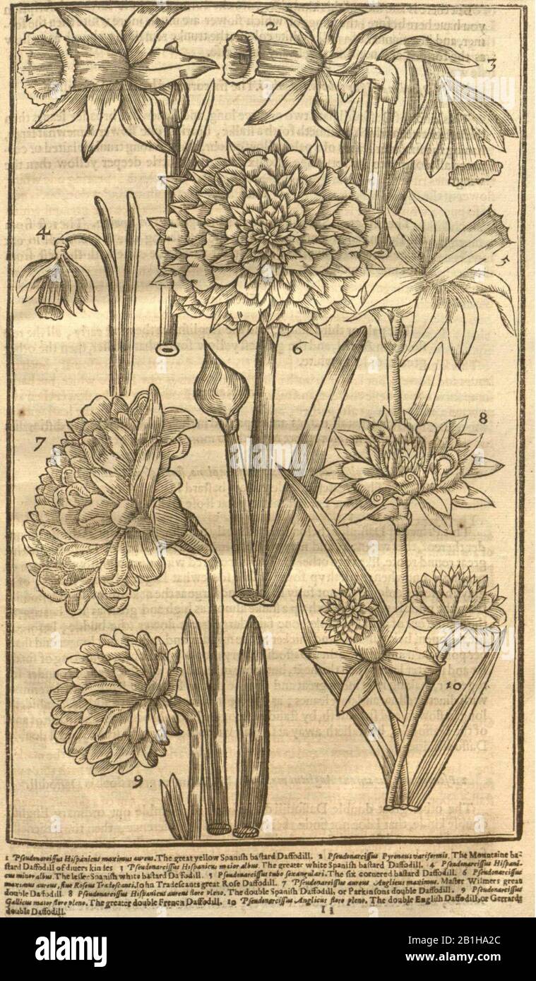 Narcissi, Paradisus Terrestris 1629. 8. Great Double Yellow Spanish ...