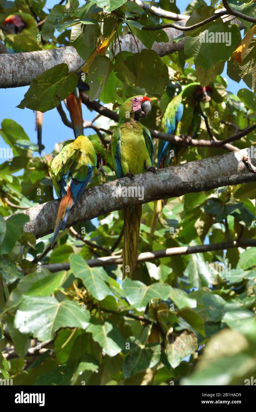 A rare Great Green Macaws in Costa Rica rainforest Stock Photo - Alamy