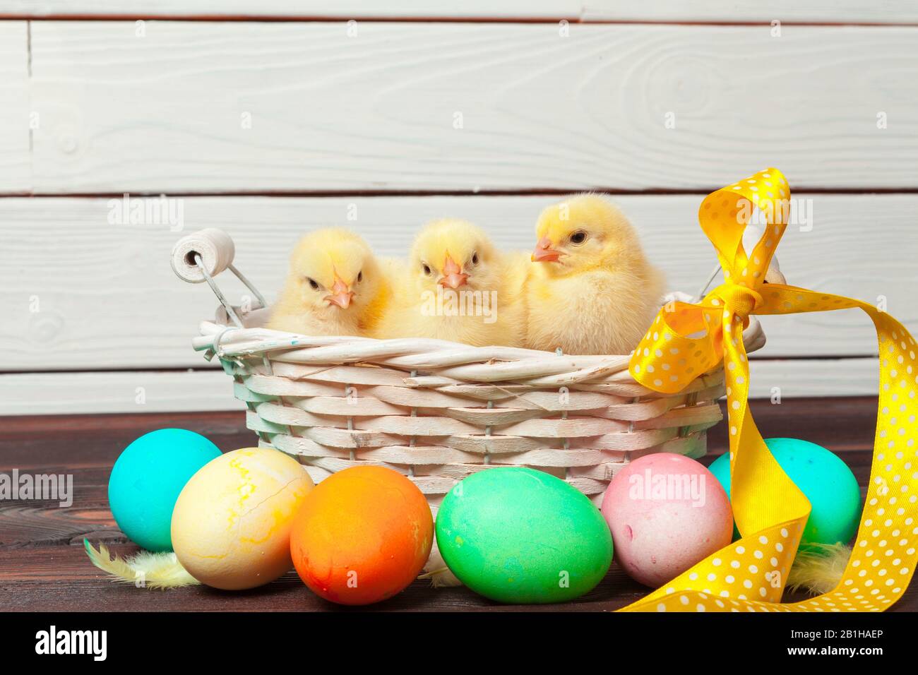 Collage adorable fluffy easter hi-res stock photography and images - Alamy