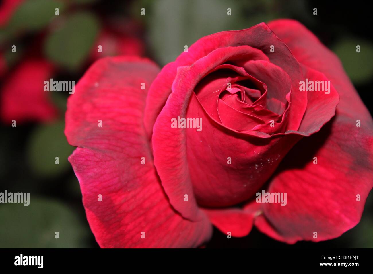 Rebel flower hi-res stock photography and images - Alamy