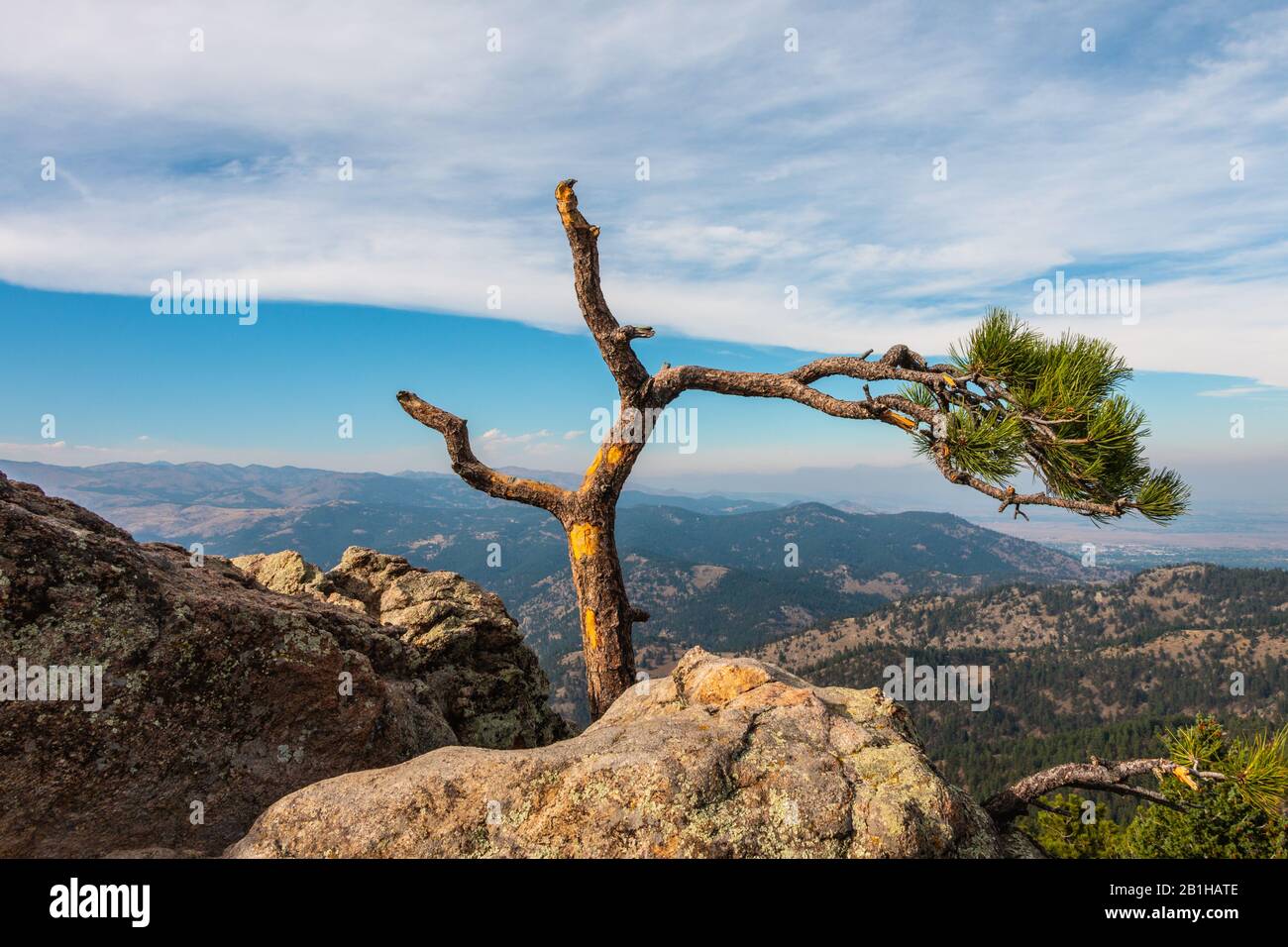 Wind blown tree hi-res stock photography and images - Alamy