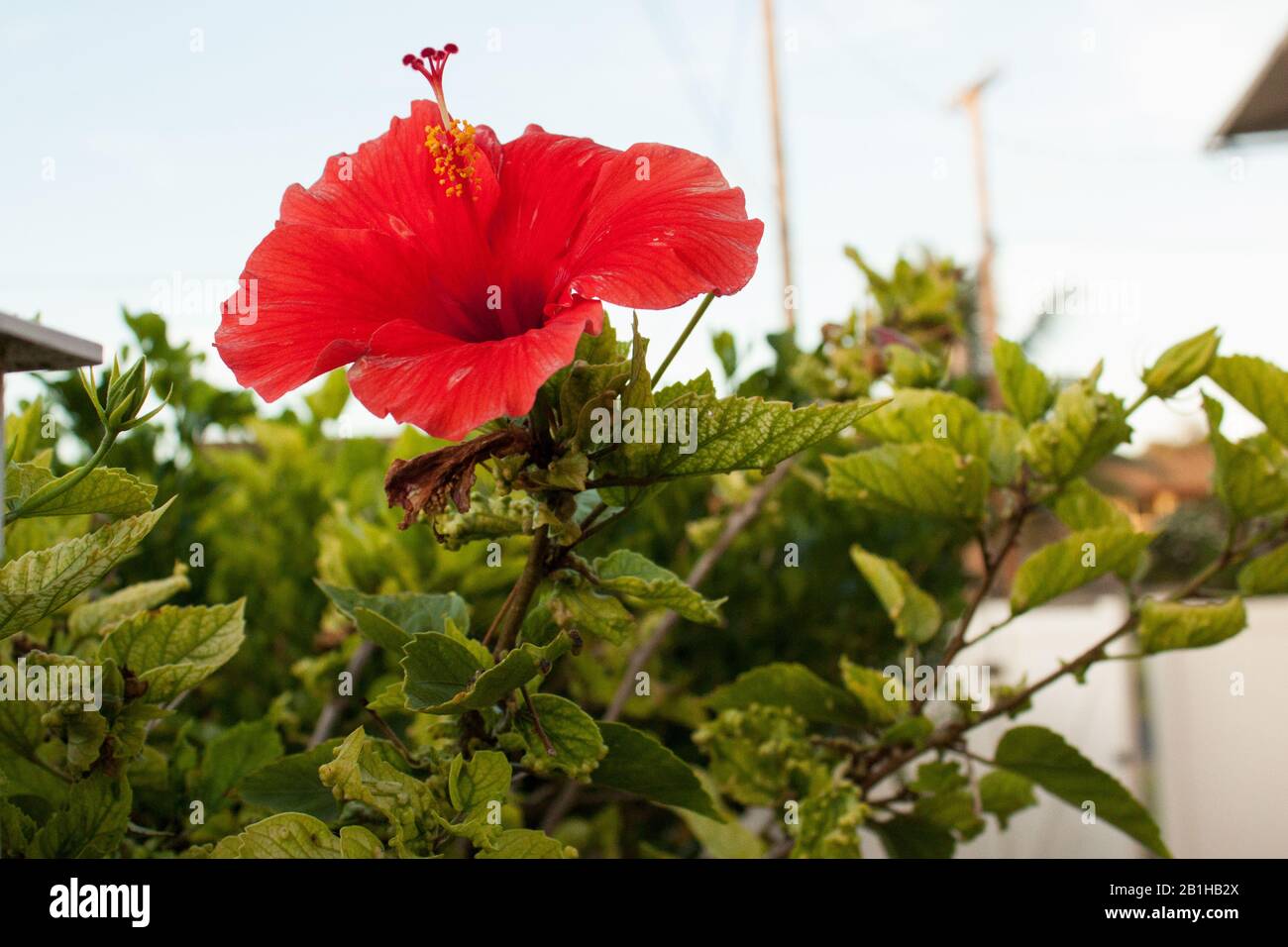 Red hibiscus flower growing along fence in Hawaii Stock Photo - Alamy