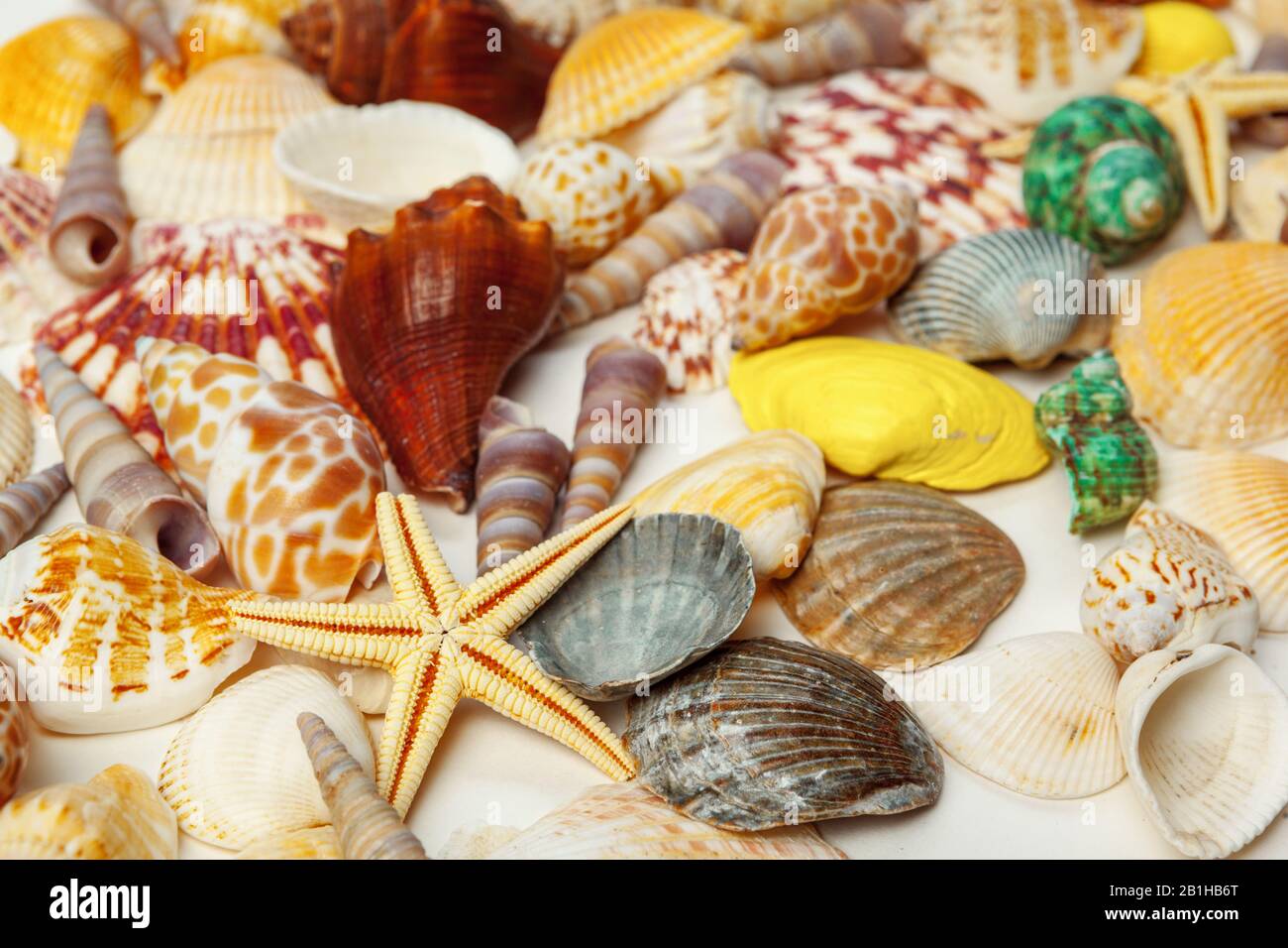 Composition starfish different seashells hi-res stock photography and images - Alamy