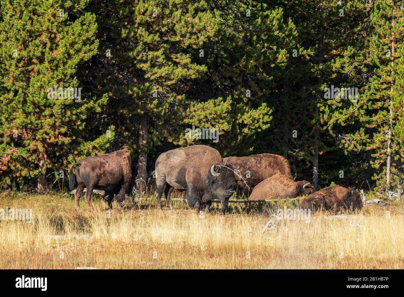 Buffalo herd near green pine trees in golden grassy field Stock Photo ...