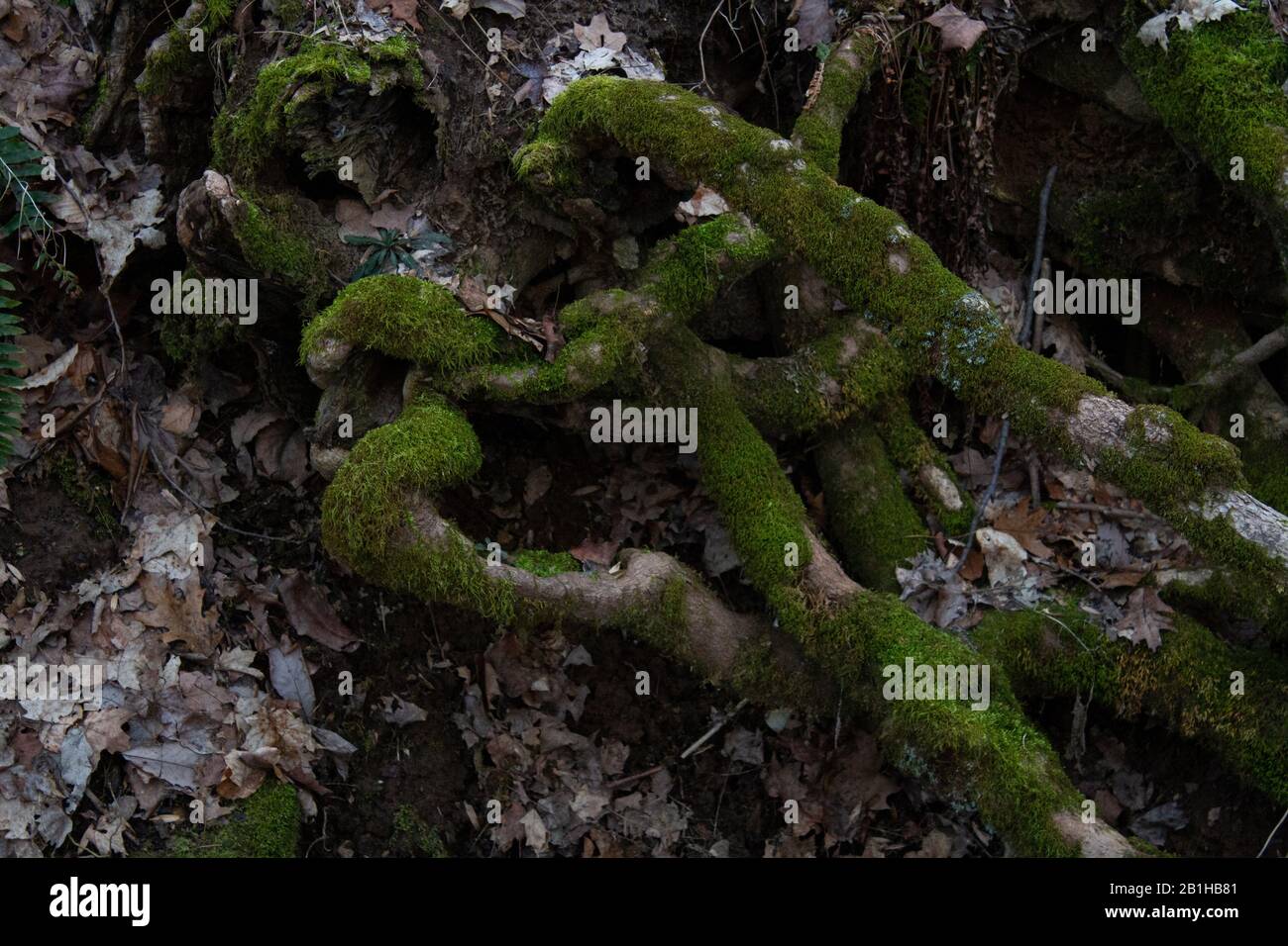Tangled roots with moss Stock Photo - Alamy