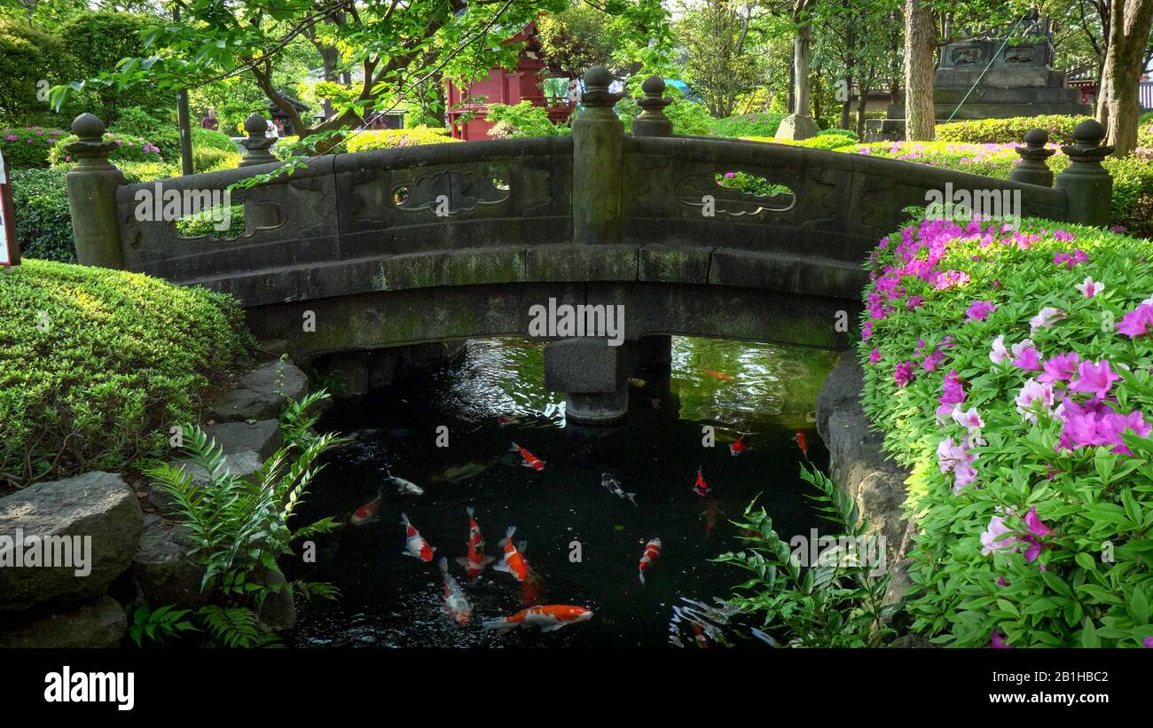 Koi pond shrine hi-res stock photography and images - Alamy