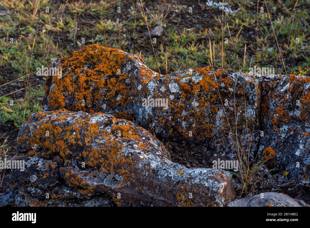 Moss textures hi-res stock photography and images - Alamy