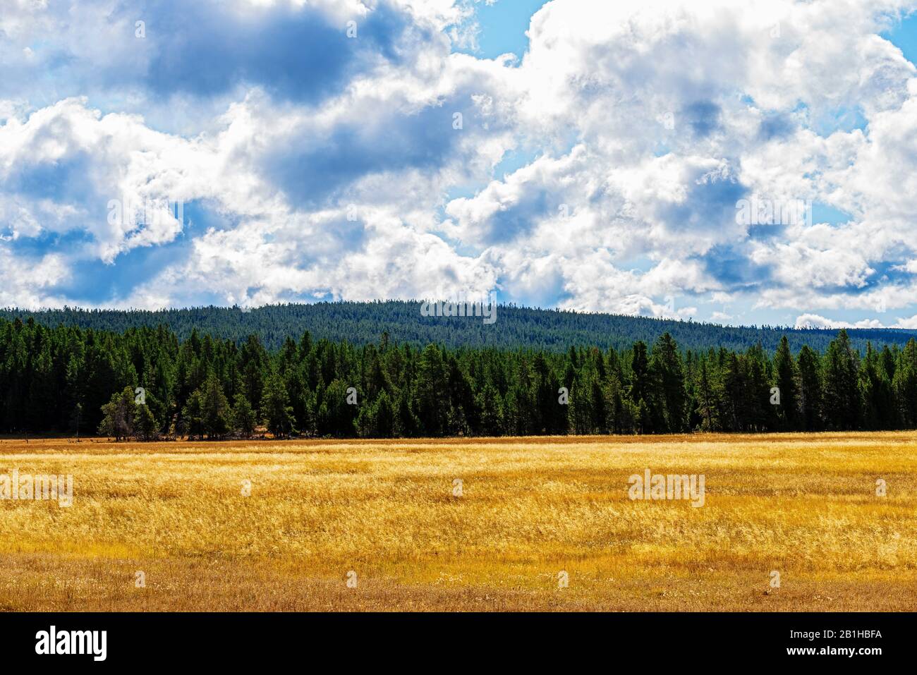 Golden grass hi-res stock photography and images - Alamy