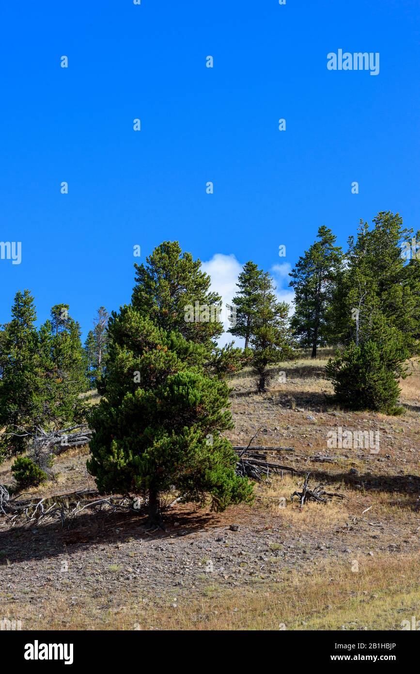 Hillside with green pine trees under a blue sky Stock Photo - Alamy