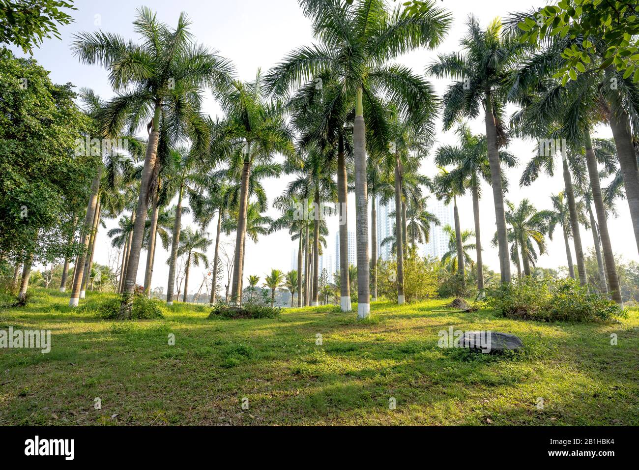 Coconut garden hi-res stock photography and images - Alamy