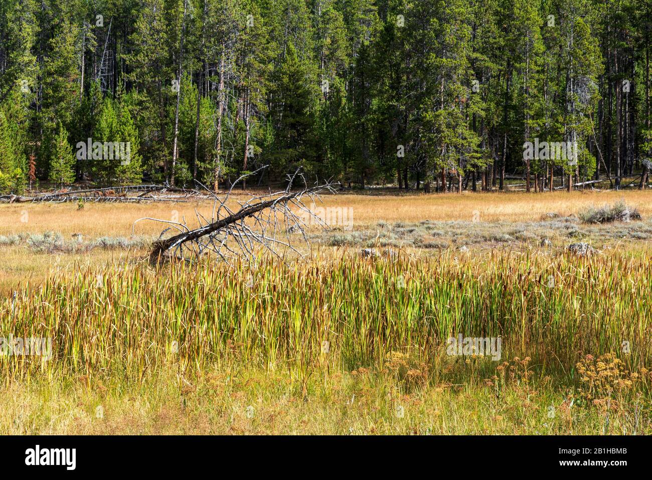 The green meadows and forest of a relaxing outdoor countryside ...