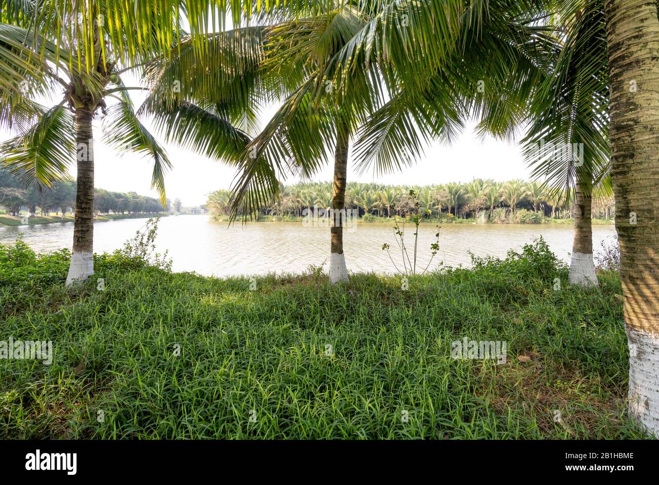 The coconut garden is quiet in Vietnam.Beautiful scenic pathway through ...