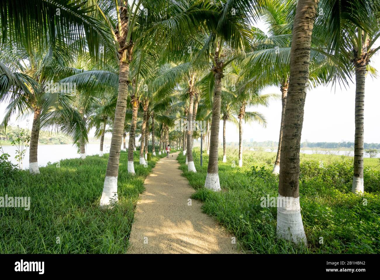 The coconut garden is quiet in Vietnam.Beautiful scenic pathway through ...