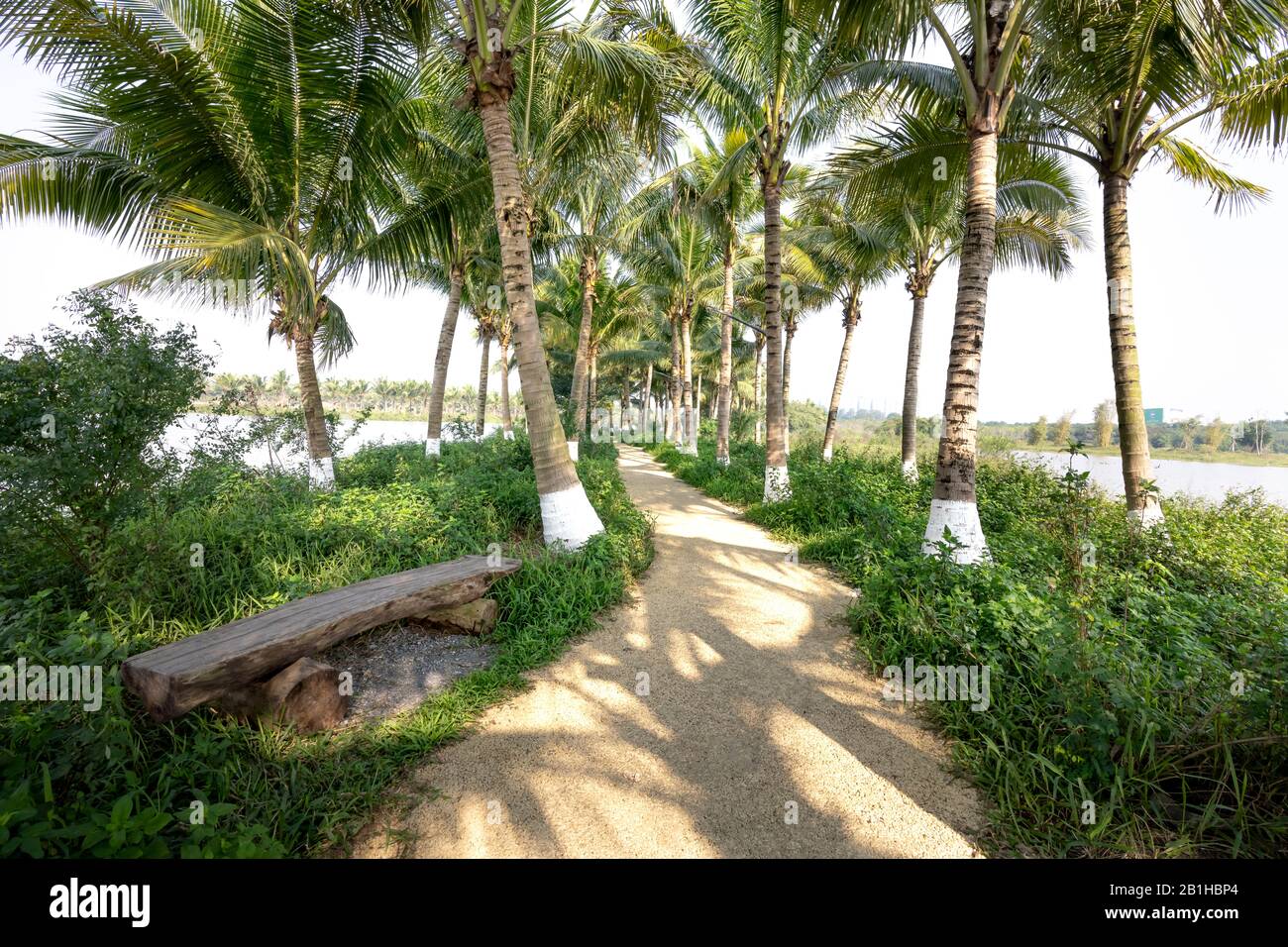 Wooden bench made of trunk in coconut garden. Garden landscape design ...