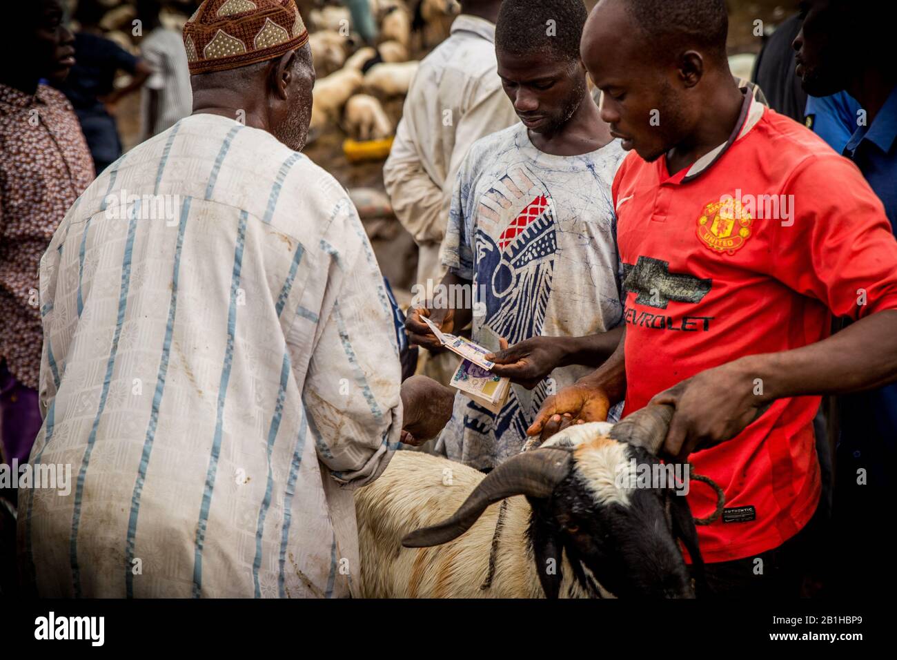 Ram sale at market in Abuja, Nigeria. In Nigeria, ram markets like this ...