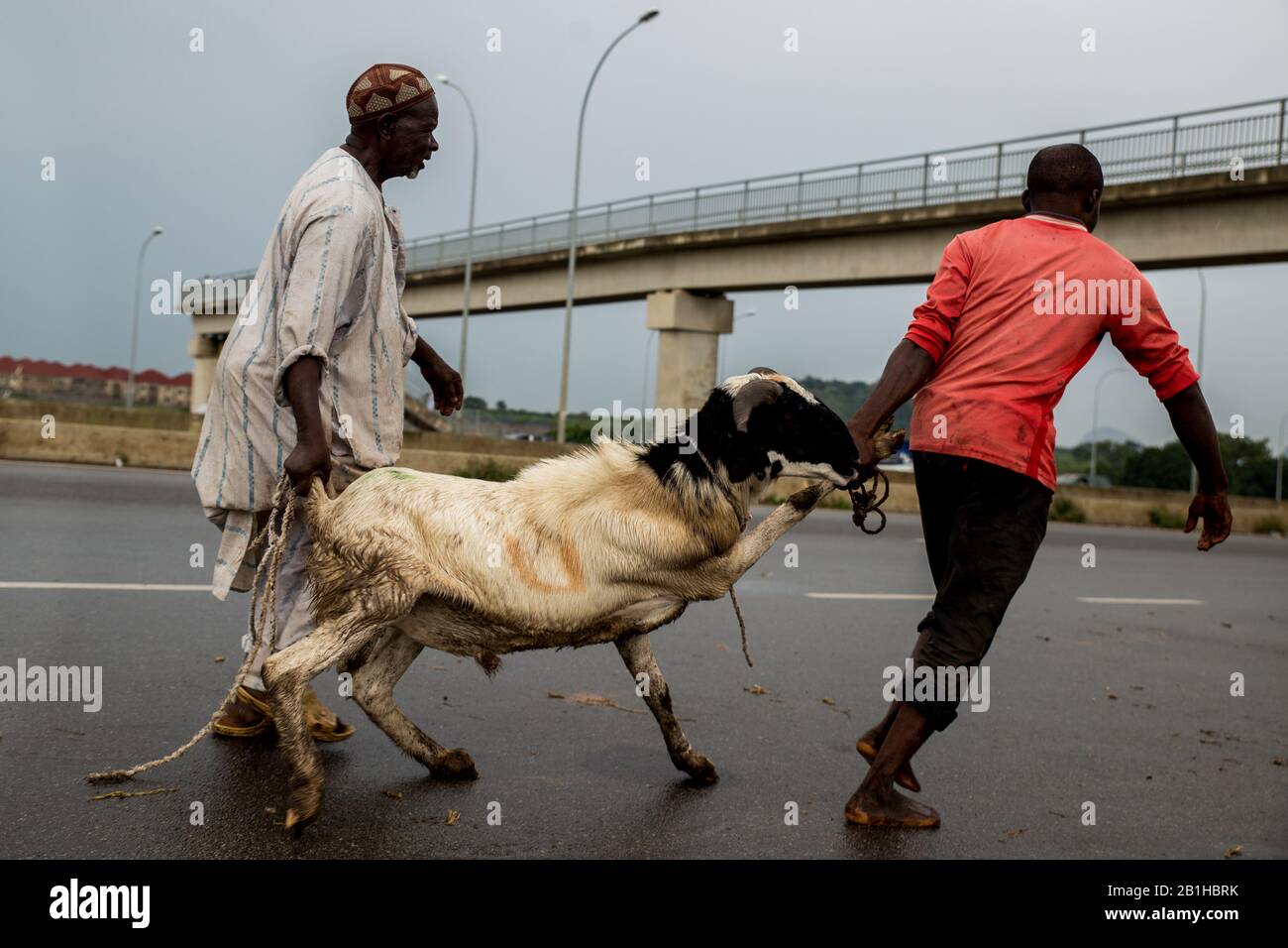 Two men drag a ram that has been sold at a ram market in Abuja, Nigeria ...