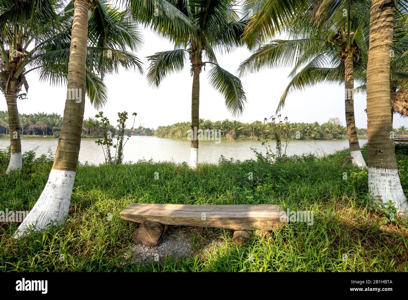 Wooden bench made of trunk in coconut garden. Garden landscape design ...