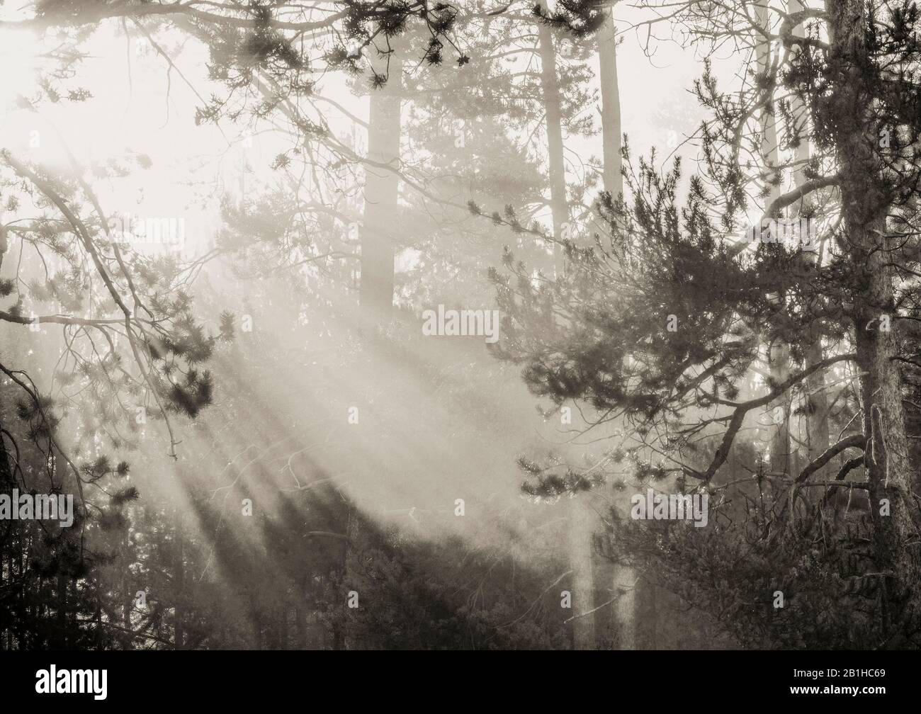 Light shining through trees hi-res stock photography and images - Alamy