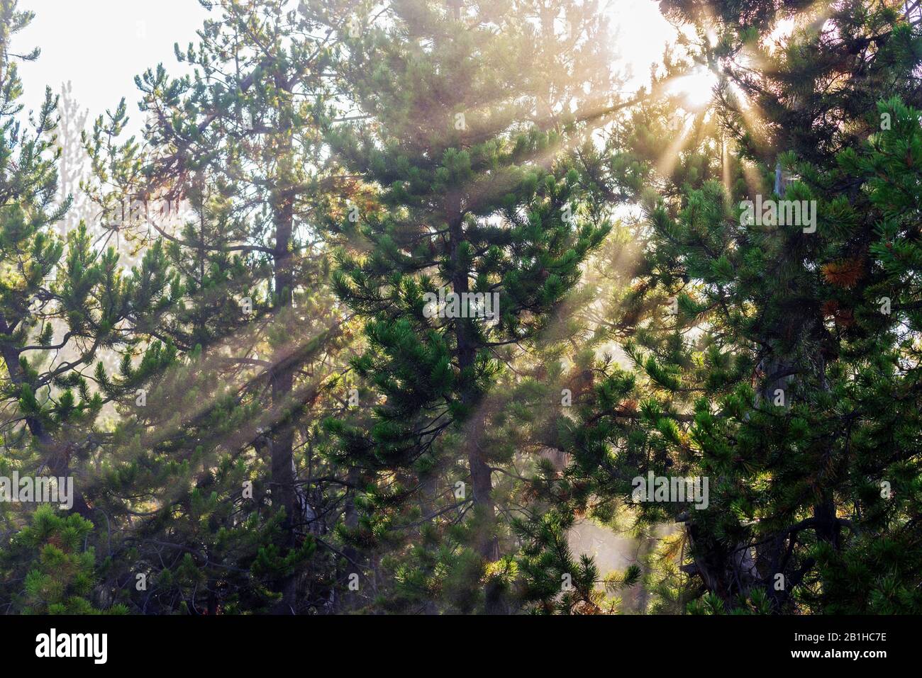 Sunbeams shining through green pine trees Stock Photo - Alamy