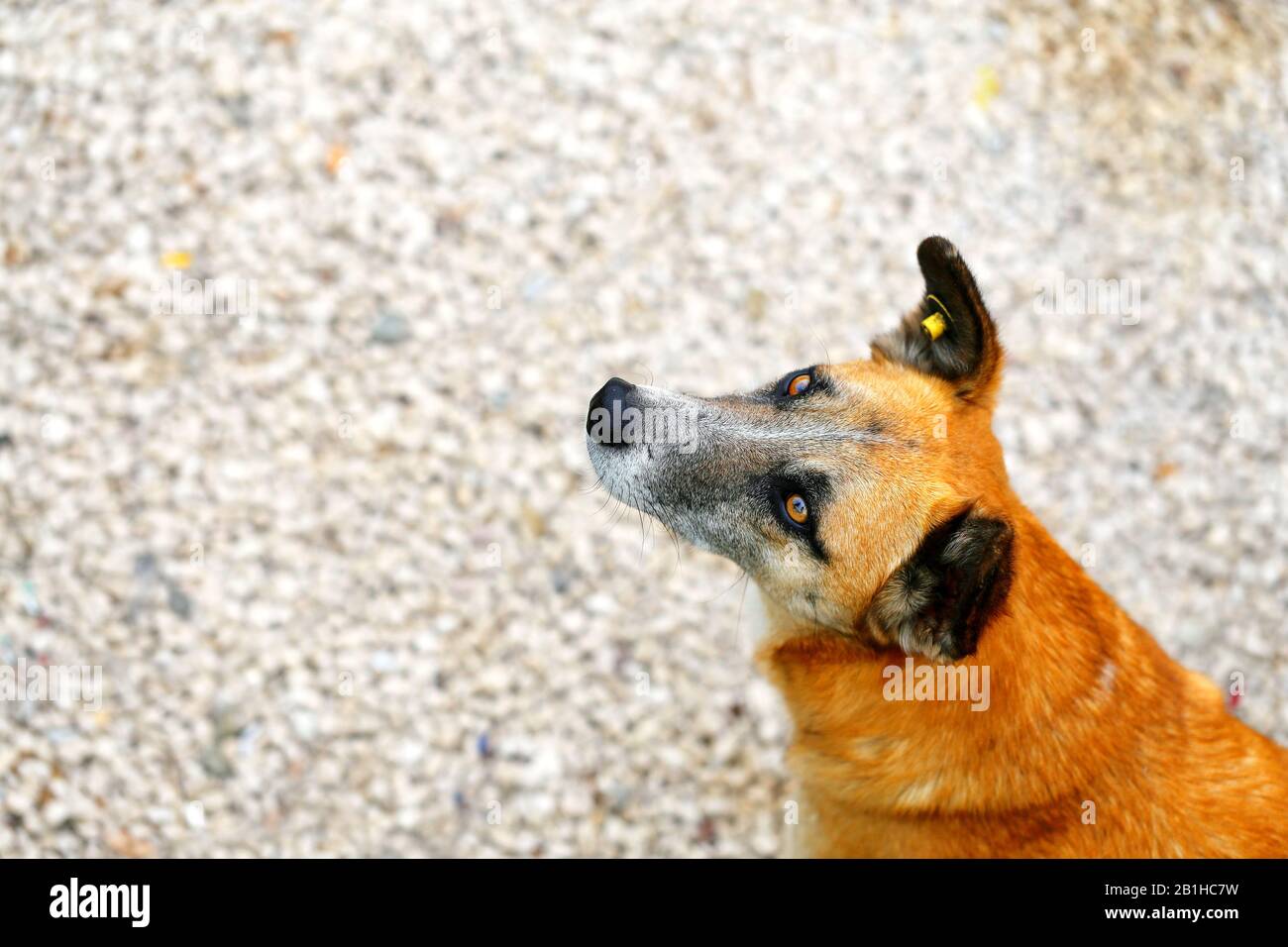 Photo of a portrait of an orange dog in the city Stock Photo - Alamy