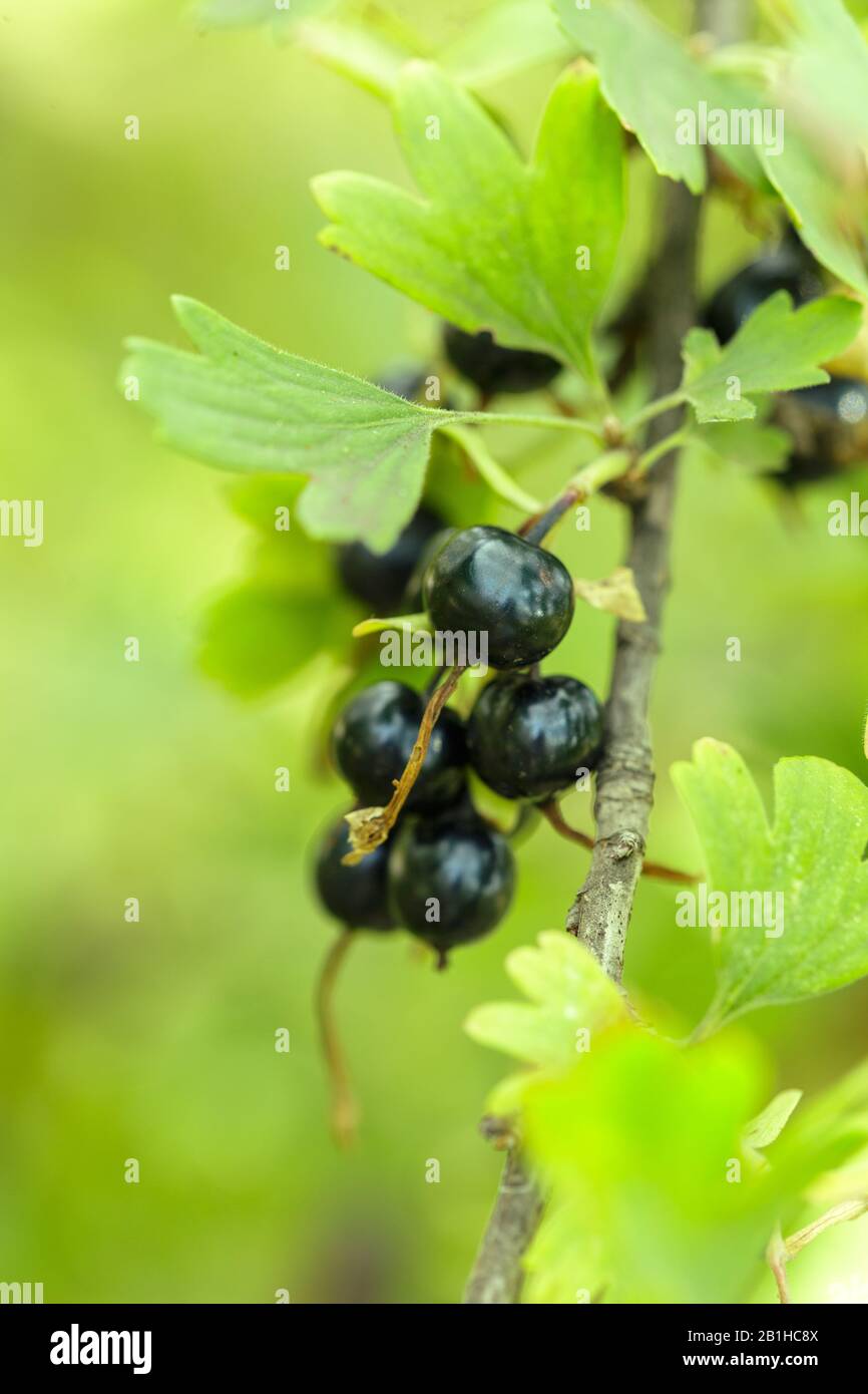 Crandall currants hi-res stock photography and images - Alamy