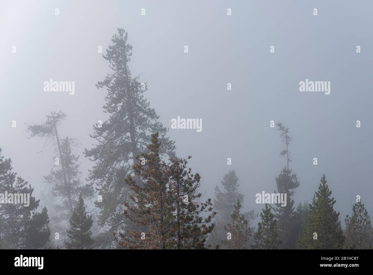 Mysterious morning fog engulfing forest trees Stock Photo - Alamy