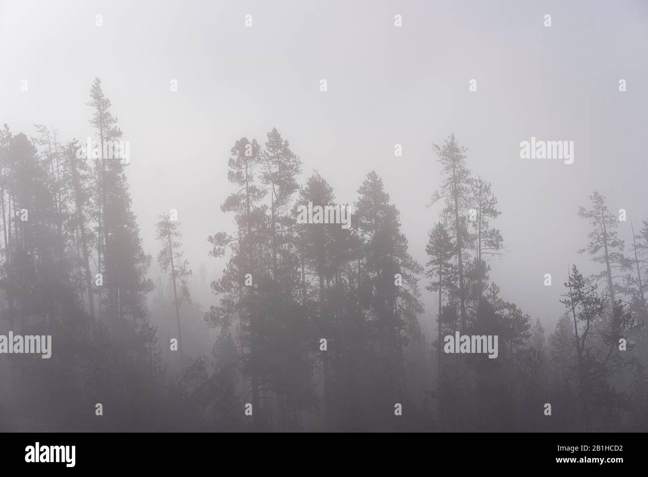 Thick fog background hi-res stock photography and images - Alamy